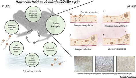 Phylum Chytridiomycota Life Cycle