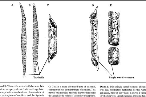 Xylem Vessels And Tracheids Diagram