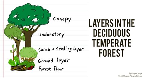 Temperate Forest Tree Types