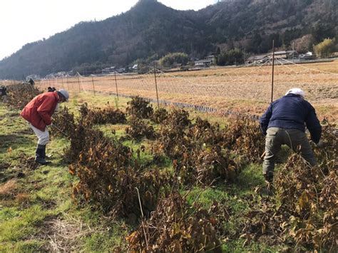 高売布神社畑の黒豆の収穫 ふるさと楽農部 兵庫県三田市高平地区