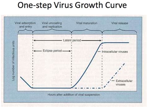 Virology Exam 1 Flashcards Quizlet