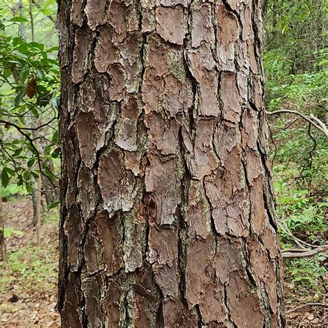 Loblolly Pine Pinus Taeda Bark Western Carolina Botanical Club