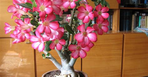 ყვავილოვანი მცენარეები ოთახისთვის საინტერესო ყვავილები ფანჯრის რაფაზე