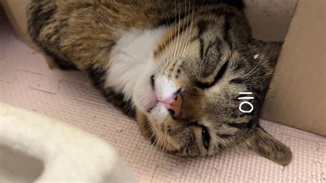 잠 만 자는 고양이 Youtube