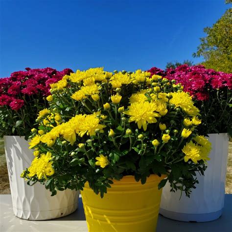 How To Save Mum Seeds Grow Mums For Free From Seed