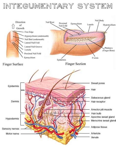 Loading Integumentary System Human Anatomy And Physiology Skin