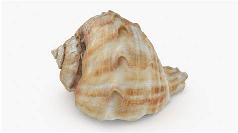 Rapana Rapiformis 3d Model Turbosquid 2240964