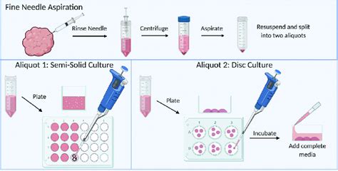 Summary Of Steps For Plating Cells From Fna Collect Cells Via Fna