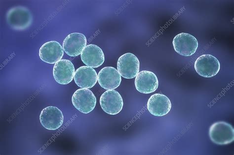 Staphylococcus Bacteria Illustration Stock Image F Science Photo Library