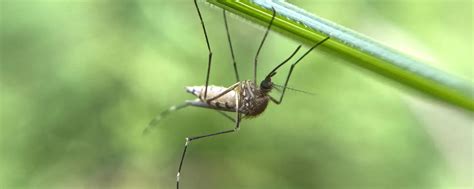 Pyriproxyfens Developmental Toxicity And Zika Virus Impact