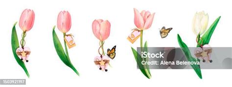 아름다운 분홍색과 흰색 튤립 꽃 나비 하트 장식 흰색 배경에 이름표를 그린 수채화 세트 로고 스티커 초대장 인쇄를 위한 그림 0명에 대한 스톡 벡터 아트 및 기타 이미지
