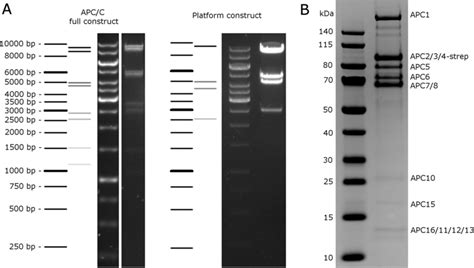 Purification Of The Apcc Using A Goldenbac Generated Virus The Apcc Download Scientific