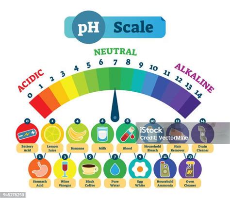 Ph Acid Scale Vector Illustration Diagram Dengan Contoh Asam Netral Dan