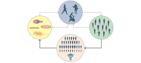 From The Discovery Of Myokines To Exercise As Medicine Ugeskriftet Dk