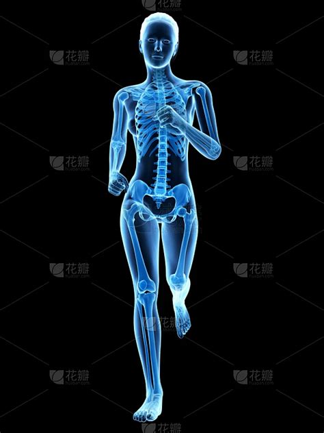 女性 人类骨架 垂直画幅 四肢 绘画插图 科学 腿 计算机制图 计算机图形学 生物学素材 花瓣网