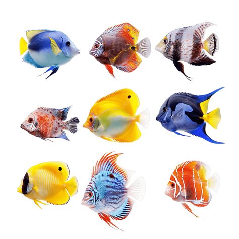 Ilustraciones De Peces Tropicales Coloridos Acuario Colorido Brillante