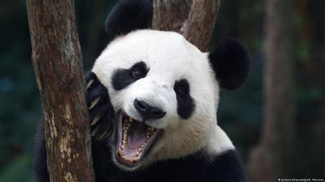 Panda Sex Pick Your Partner DW