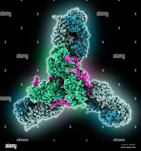 Trimeric Prefusion Ebola Virus Glycoprotein Complexed With Antibody Computer Model Showing The