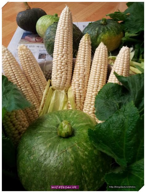 옥수수 And 호박