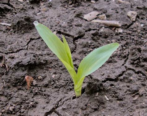 Corn Seedling