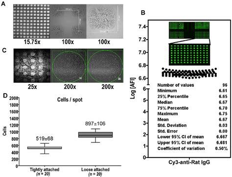 Characteristics Of Peptidemhc Cellular Microarrays A A Part Of A
