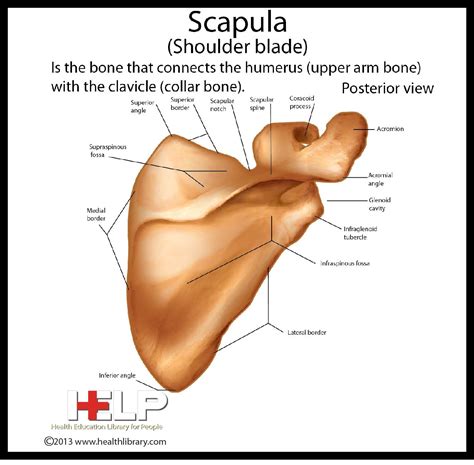 Right Scapula Posterior View Labeled