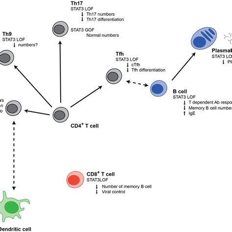 Signal Transducer And Activator Of Transcription 3 Stat3 Regulates Download Scientific