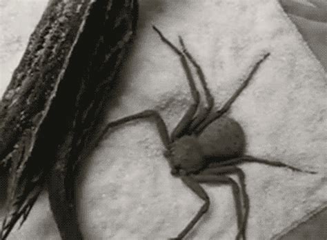 Awesome Animated Spider S At Best Animations