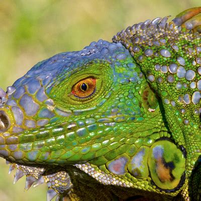 Statins And Serum Gamma GT Levels British Liver Trust