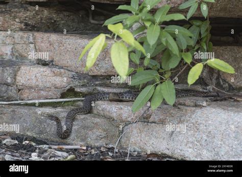 Photograph Of A Wild Python In Queensland Australia Oceania Stock