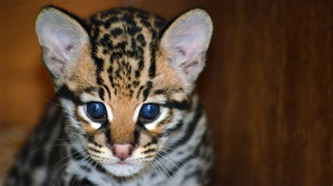 Ocelot Kitten There Are Fewer Than 100 Ocelots In The Us These