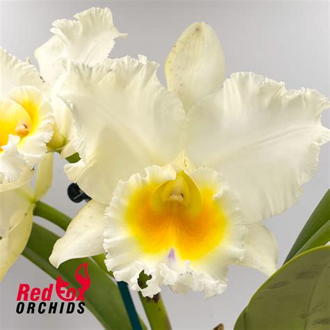 Brassolaeliocattleya California Girl Orchidlibrary X Blc Roy Maidment