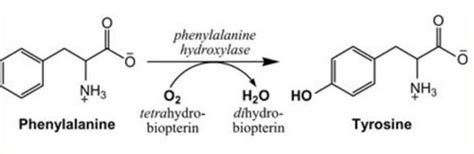 Phenylalanine Hydroxylase