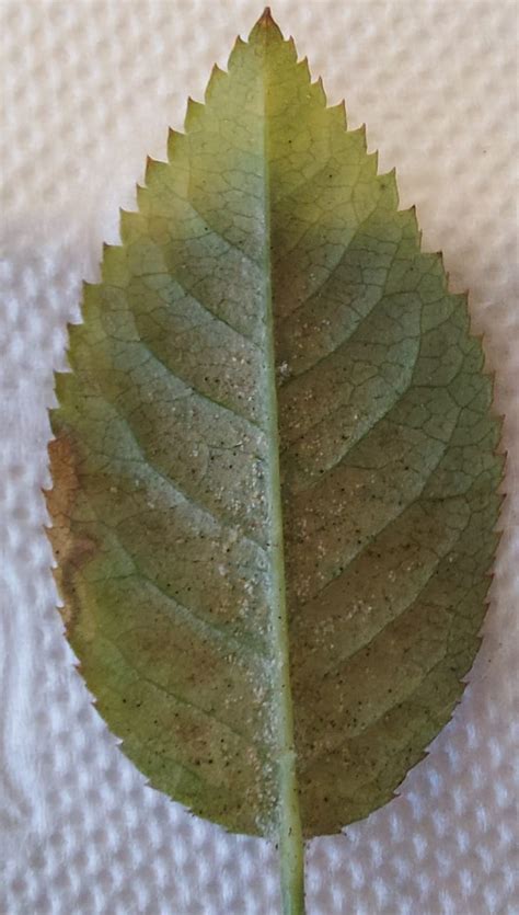 ¿qué Tiene El Mini Rosal