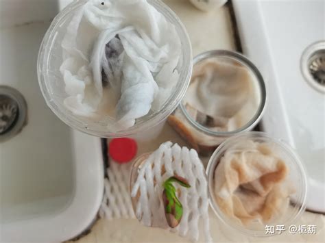 水培菠萝蜜种子成长日记 知乎