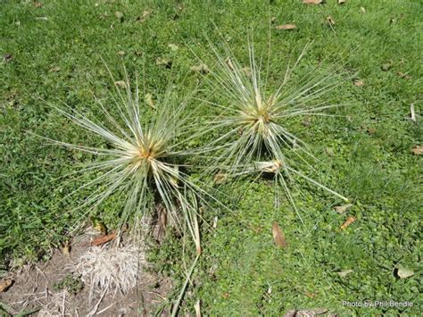 Spinifex Or Pingao Similarities And Differences New Zealand Nature Guy