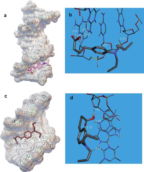 A Location Of CHB And B Schematic Interaction Of CHB And DNA Bases Download Scientific