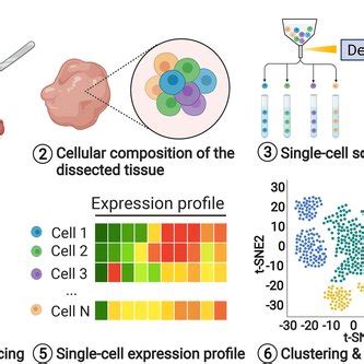 The Steps Of Singlecell RNA Sequencing ScRNAseq Adapted And Download Scientific Diagram
