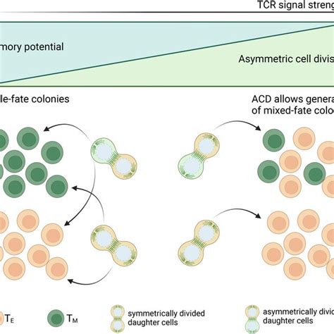 Differential Roles Of Asymmetric Cell Division Depending On The Download Scientific Diagram