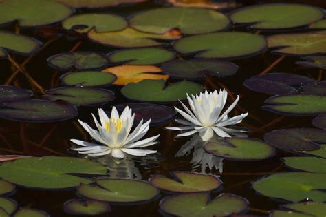 무료 이미지 검색 및 다운로드 Pixabay