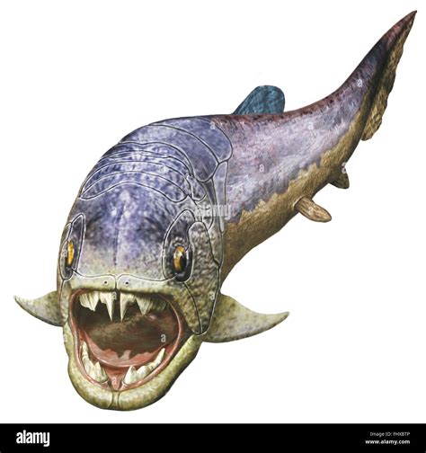 Dunkleosteus, prehistoric fish, front view Stock Photo - Alamy