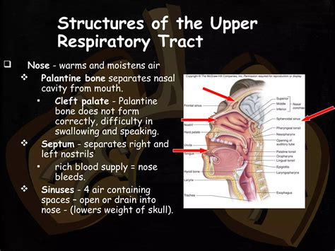 Respiratory System Assessment Ppt
