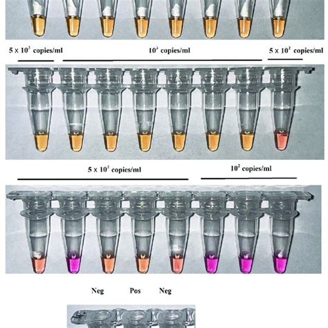 Analytical Sensitivity Of The Colorimetric C Lamp Visual Detection