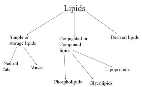 Lipids Biology4isc