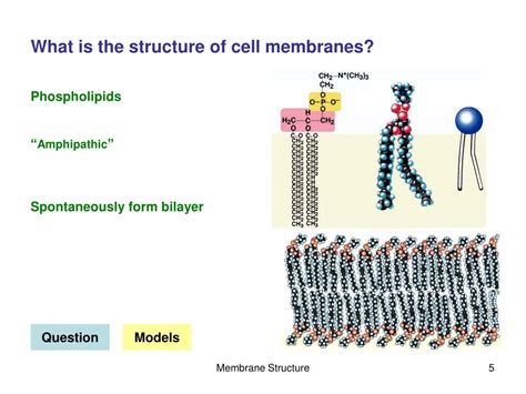 Ppt Membrane Structure Key Concepts Unveiled Powerpoint Presentation
