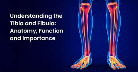 Anatomy Of Tibia And Fibula Explained Through Image