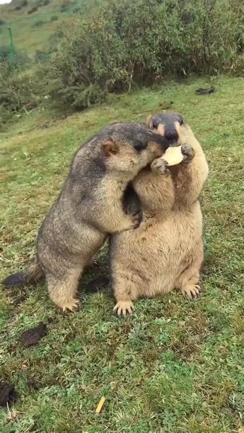 역대급 귀여운 동물 유머움짤이슈 에펨코리아