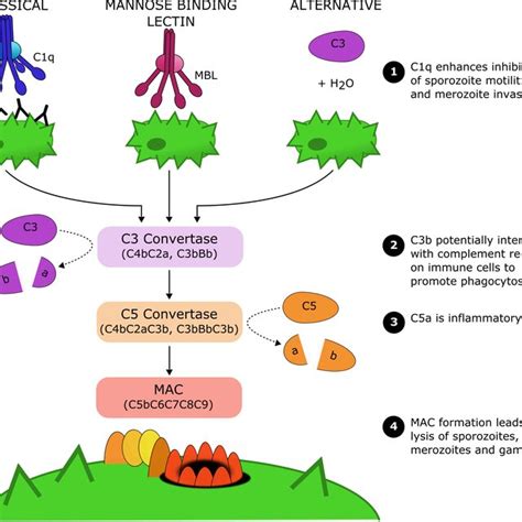 Naturally Acquired Human Antibodies Can Fix And Activate Complement