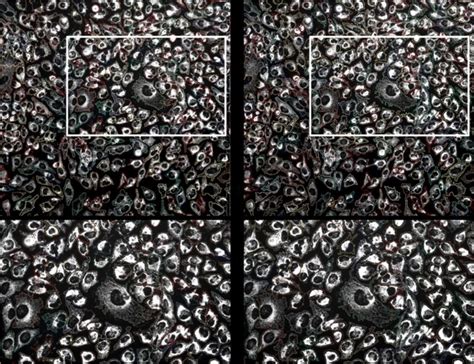 Segmentation Examples From Experiment 3 Right Column Segmentation Download Scientific Diagram