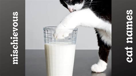 Mischievous Cat Names For Your Little Joker